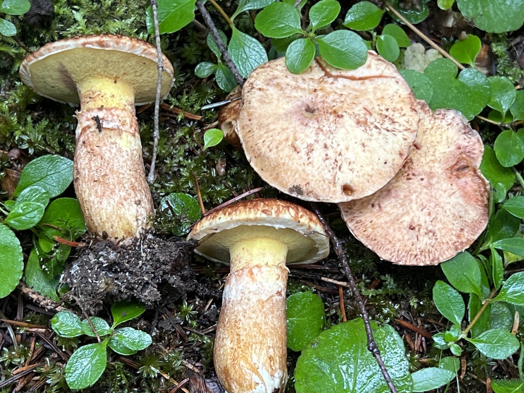Western Painted Suillus in September 2023 by Joe Matanzas · iNaturalist