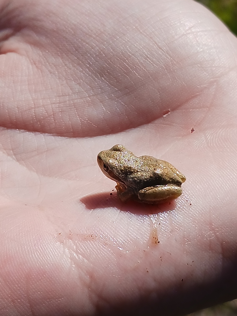Northern Pacific Tree Frog from Morrow County, US-OR, US on September 5 ...