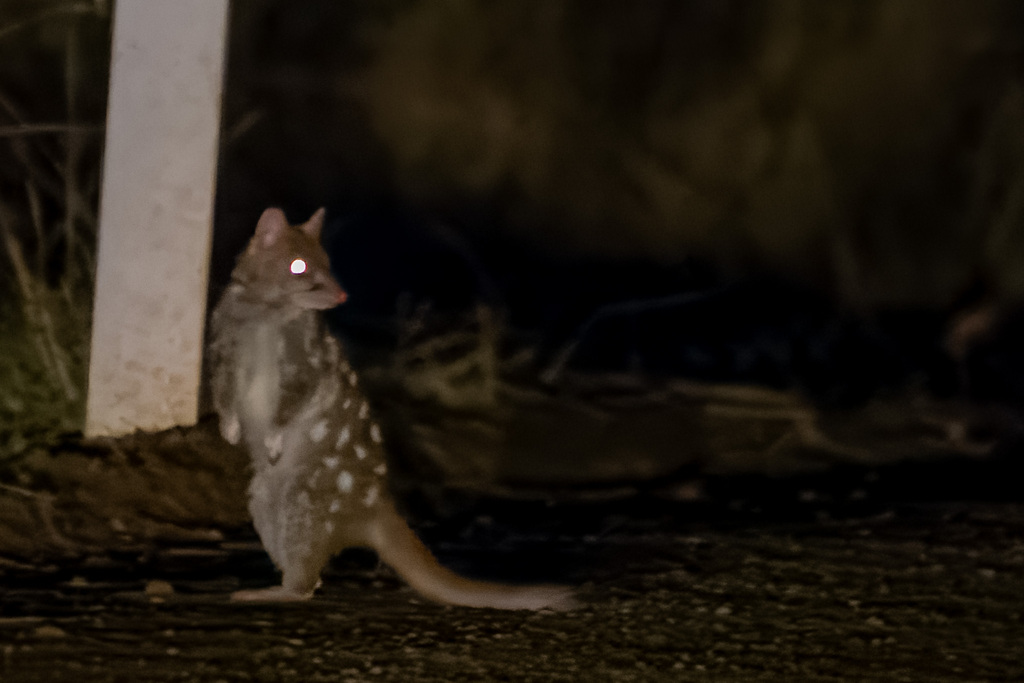 Eastern Quoll from North Bruny TAS 7150, Australia on August 26, 2023 ...