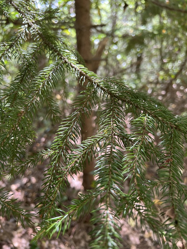 red spruce in September 2023 by rbartgis · iNaturalist