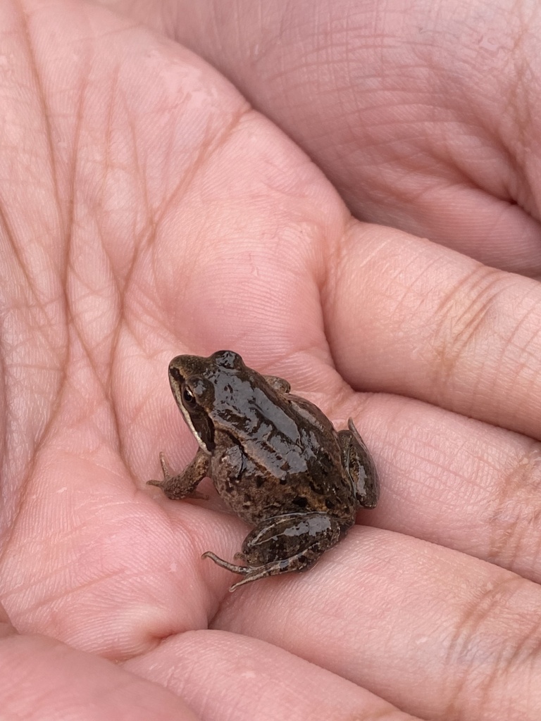 Wood Frog from Alaska Pacific University, Anchorage, AK, US on ...