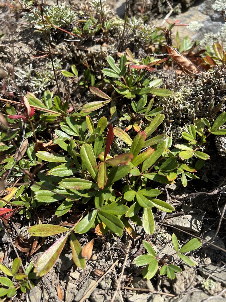 three-toothed cinquefoil in September 2023 by rbartgis · iNaturalist
