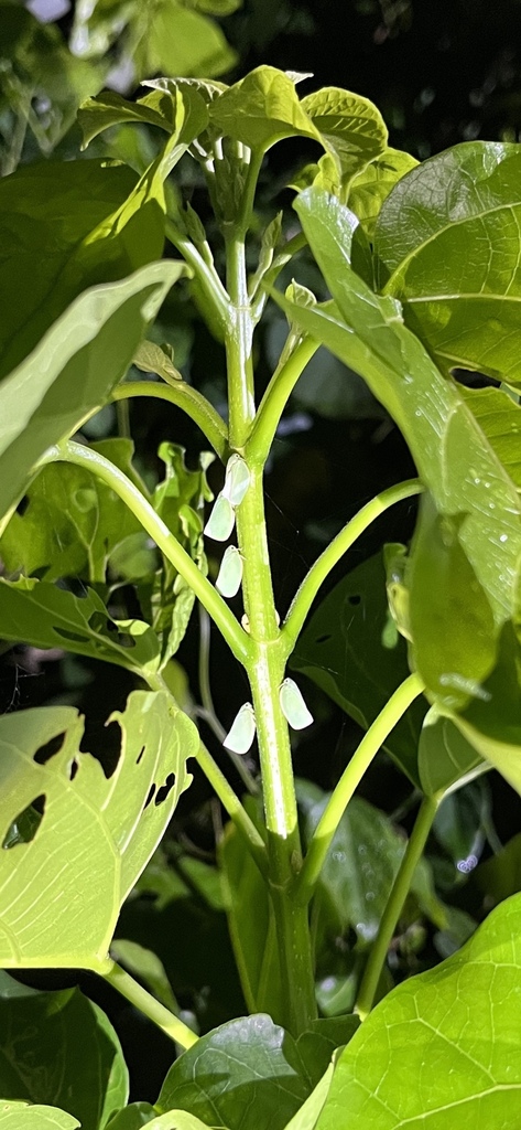 Geisha distinctissima in June 2023 by Nakatada Wachi · iNaturalist