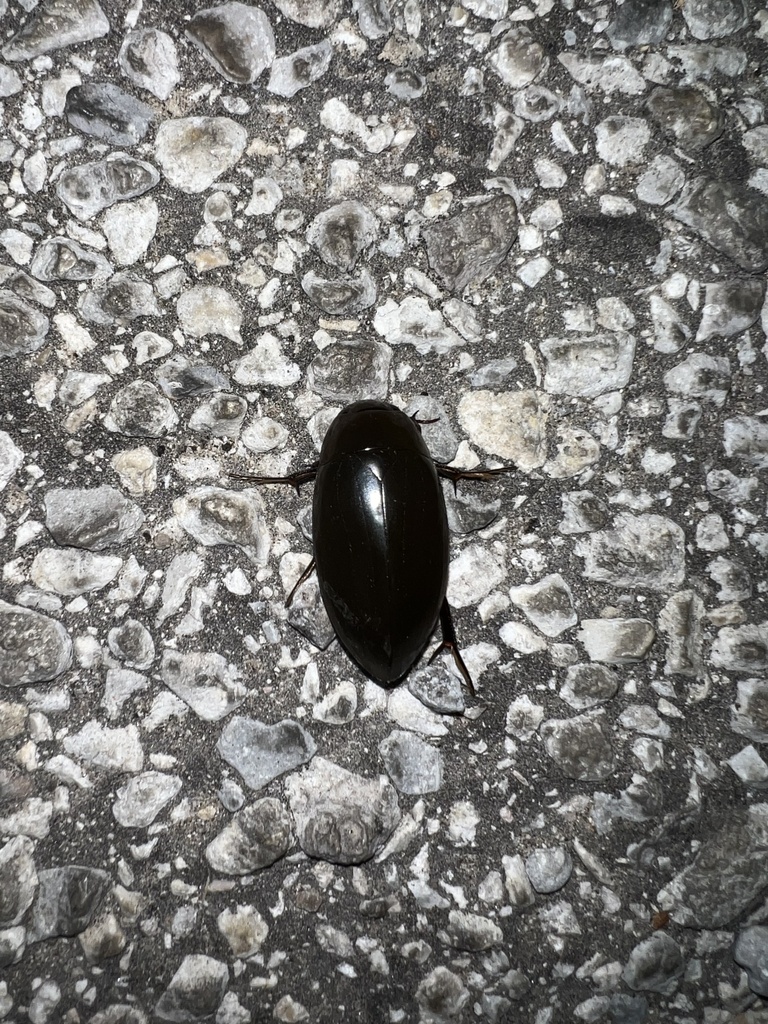 Hydrophilus from University of North Texas, Denton, TX, US on September ...