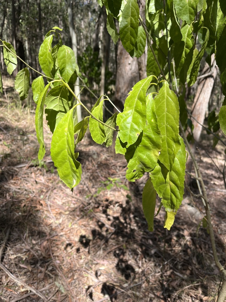Claoxylon australe from Watagan Tk, Ellalong, NSW, AU on September 6 ...