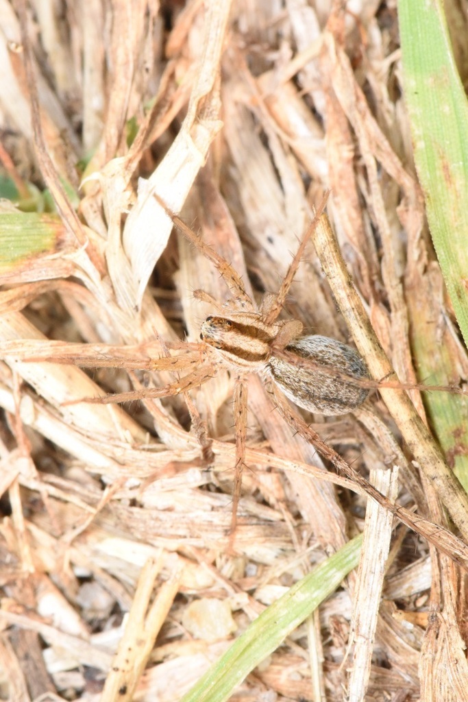 Pardosa distincta from Last Mountain Valley No. 250, SK, Canada on ...