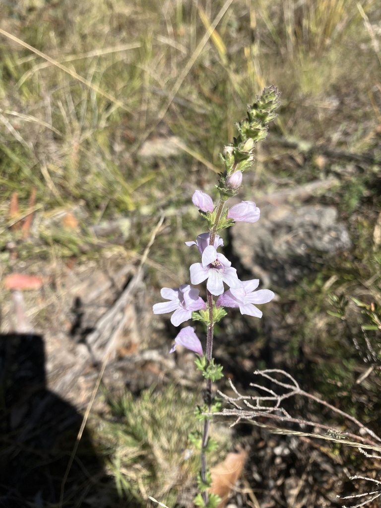 purple eyebright from Hassans Walls Reserve, Hassans Walls, NSW, AU on ...