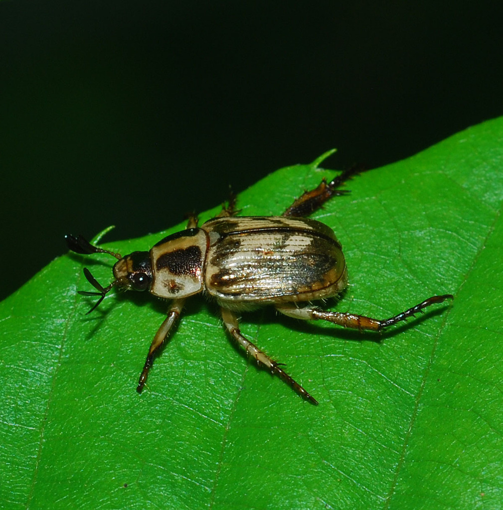 Oriental Beetle from Yangju, KR-KG, KR on June 24, 2023 at 06:41 PM by ...