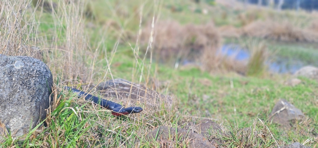 Red-bellied Black Snake from Koreelah NSW 2476, Australia on September ...
