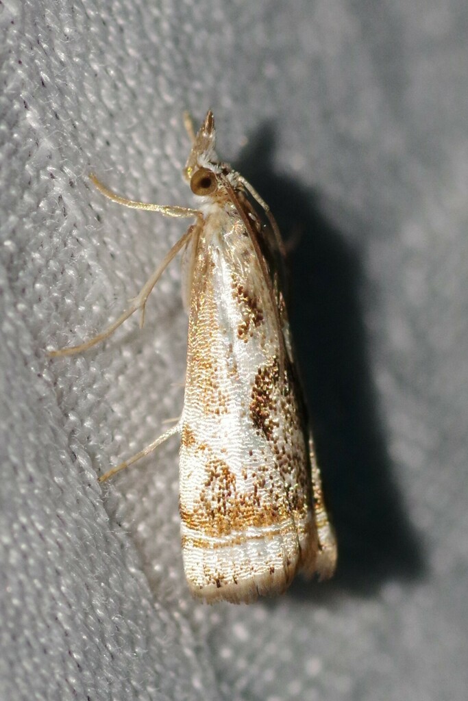 Elegant Grass-veneer in September 2023 by Michael Pirrello · iNaturalist