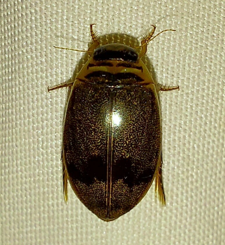 Mottled Diving Beetle from Portales, NM 88130, USA on September 2, 2023 ...