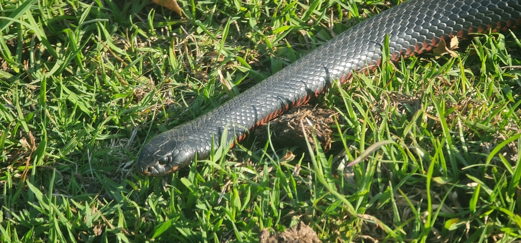 Red-bellied Black Snake from Coombadjha NSW 2460, Australia on ...