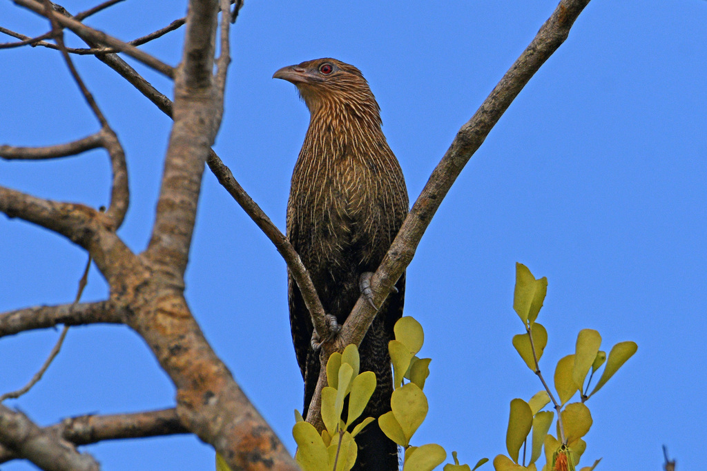 Pheasant Coucal from Ingham QLD 4850, Australia on September 6, 2023 at ...
