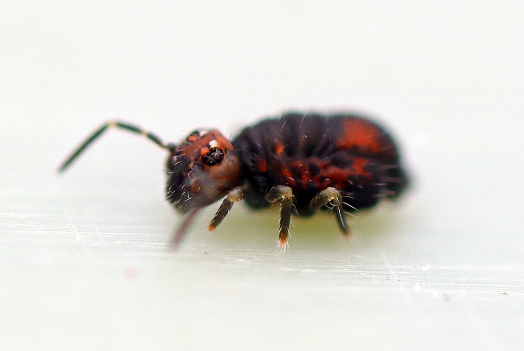 Globular Springtails from Kaeo, New Zealand on September 4, 2022 at 05: ...