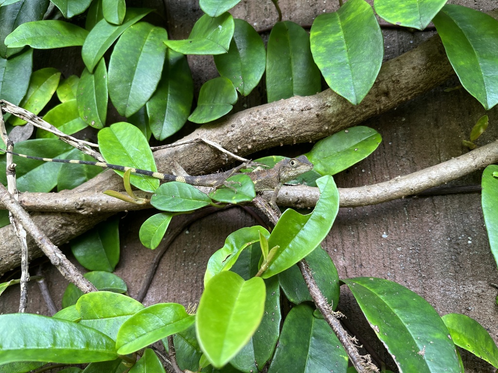 Diploderma polygonatum ishigakiense in July 2023 by Nakatada Wachi ...