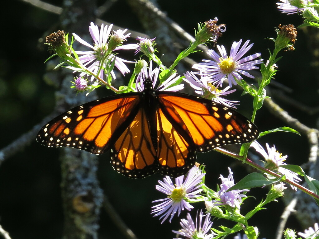 Monarch in September 2023 by mhalsted. This is #6 so far! · iNaturalist
