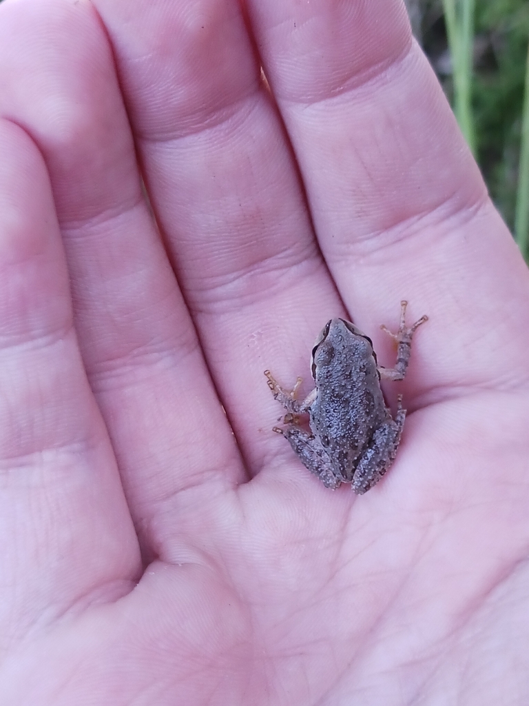 Northern Pacific Tree Frog in September 2023 by Matthew Cozart ...