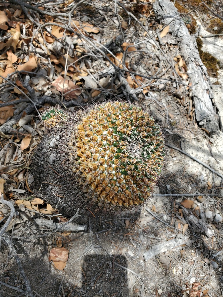 Mammillaria uncinata from Colón, Qro., México on April 22, 2023 at 12: ...