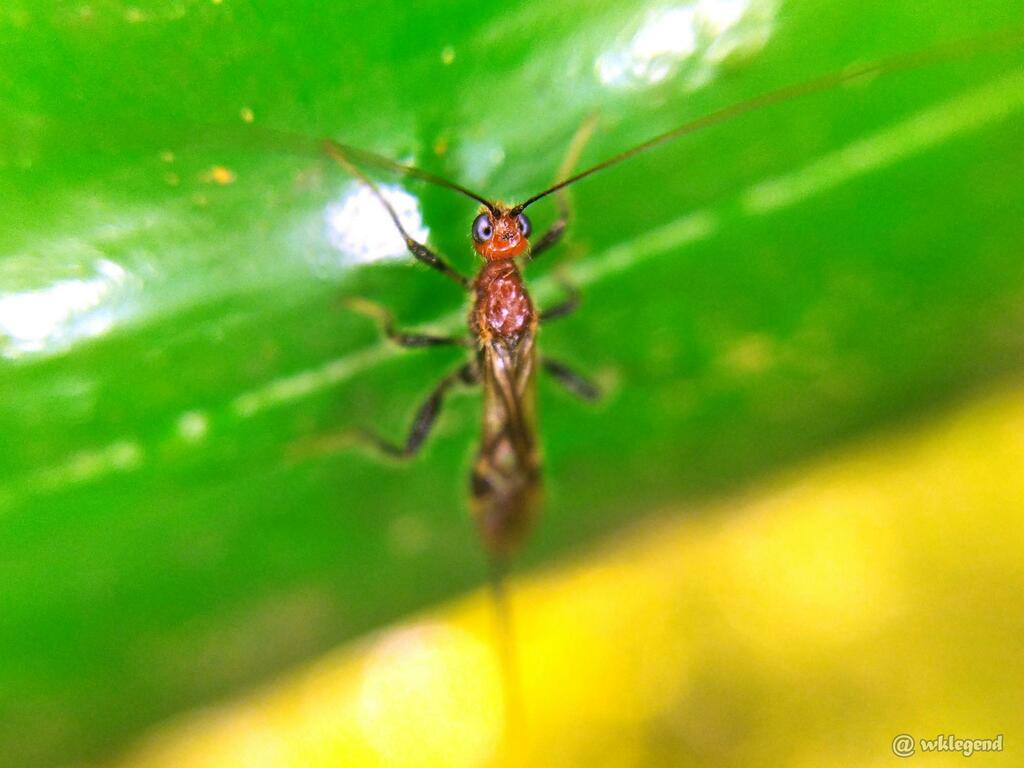 Spathius from Cha Liu Au, Hong Kong on September 6, 2023 at 09:46 AM by ...