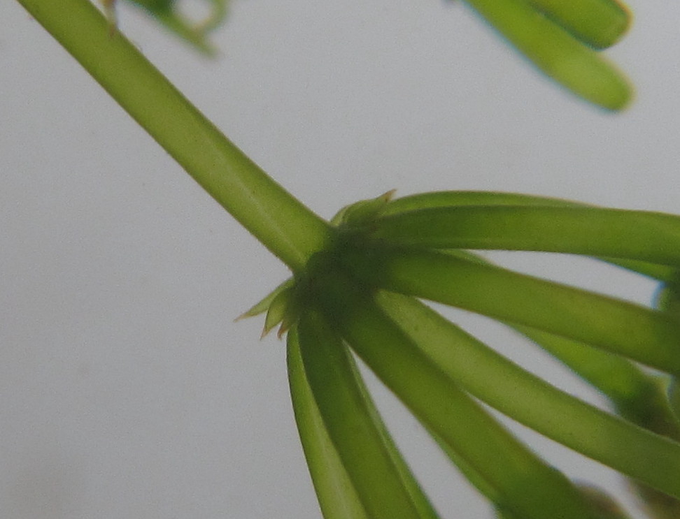 Braun's stonewort (Chara braunii) - Botanical Realm
