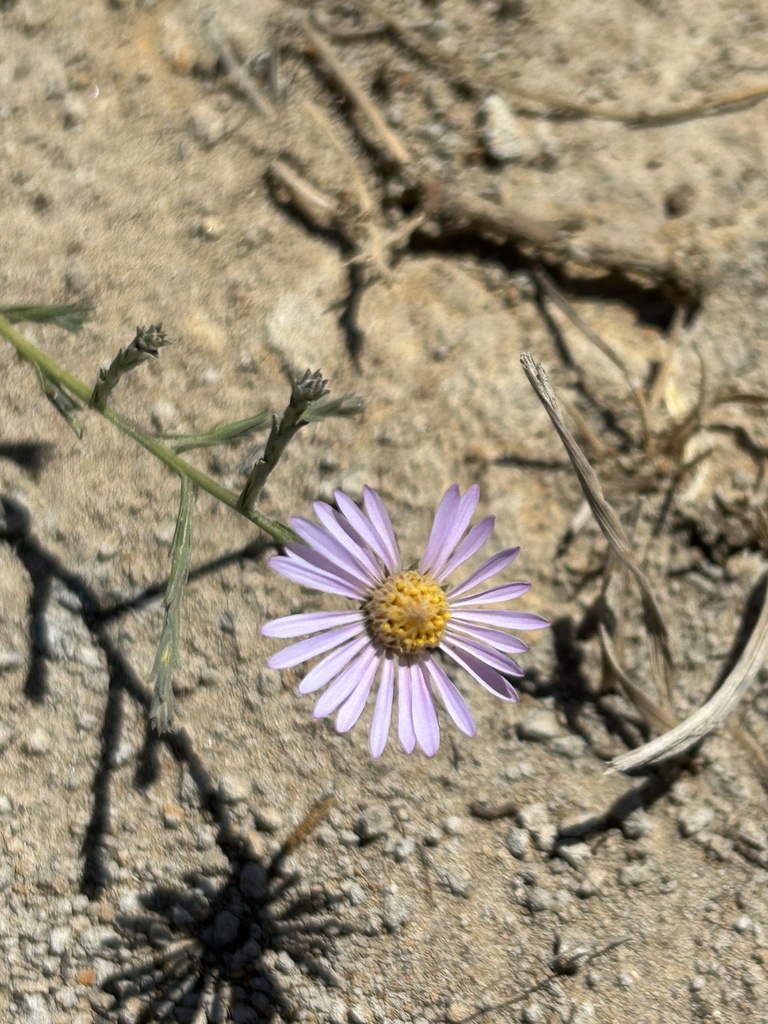 Suisun Marsh aster in September 2023 by Chase Kautz. Multiple plants in ...