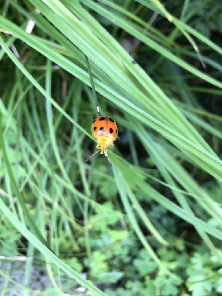 Oides decempunctata from 성산읍, 서귀포시, 제주특별자치도, KR on September 6, 2023 at ...