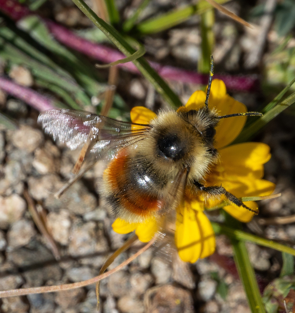 Forest Bumble Bee from Mono County, US-CA, US on September 3, 2023 at ...