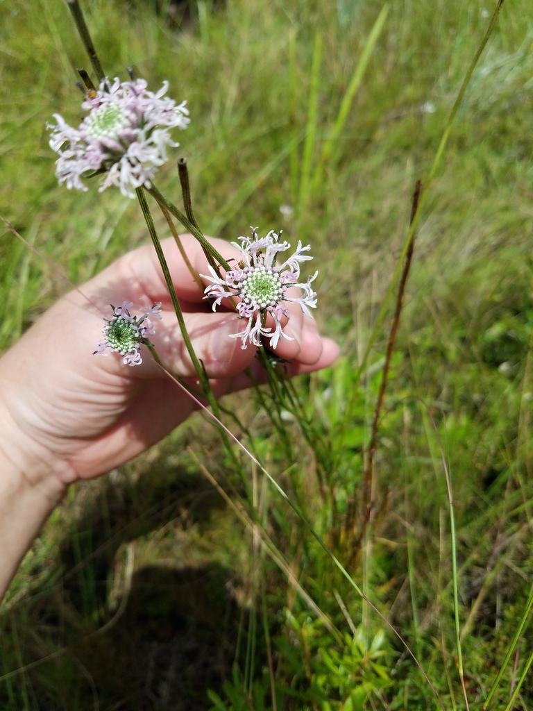 Grassleaf Barbara's-Buttons in September 2023 by Leila Dasher · iNaturalist