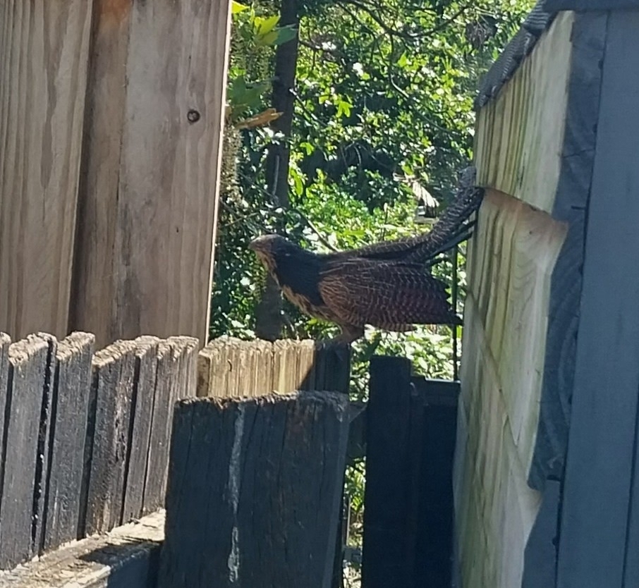 Pheasant Coucal from Bardon QLD 4065, Australia on September 6, 2023 at ...