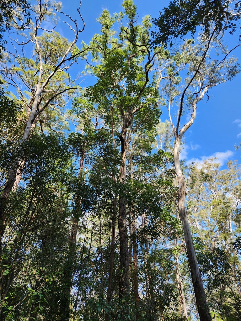 Brush Box from Glenugie NSW 2460, Australia on September 6, 2023 at 02: ...
