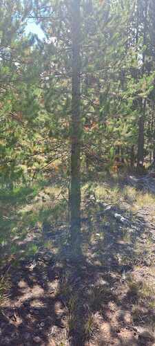 Observations by virginiabenson · iNaturalist