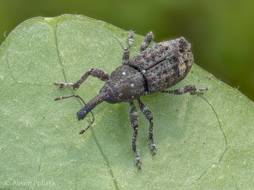Pine Weevils from Marin County, CA, USA on August 23, 2023 at 10:05 PM ...