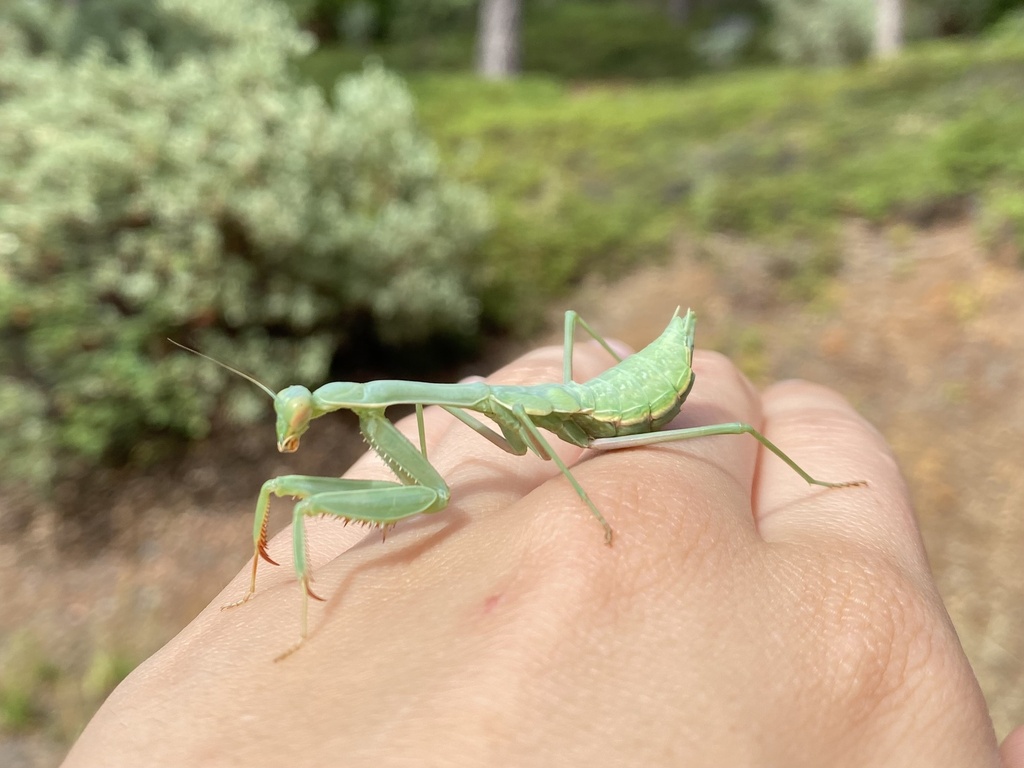 Arizona Mantis from Stanislaus National Forest, Murphys, CA, US on ...