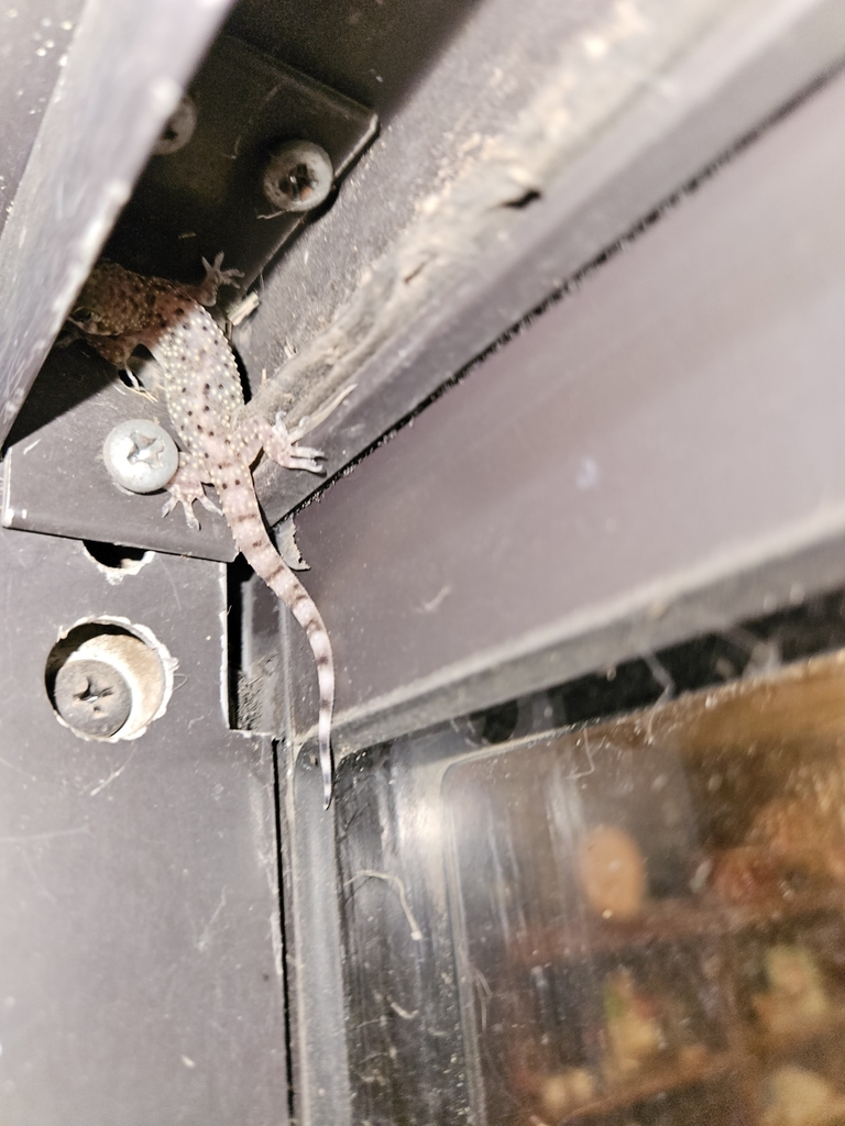 Mediterranean House Gecko from Barrio Nopal, Tucson, AZ, USA on ...