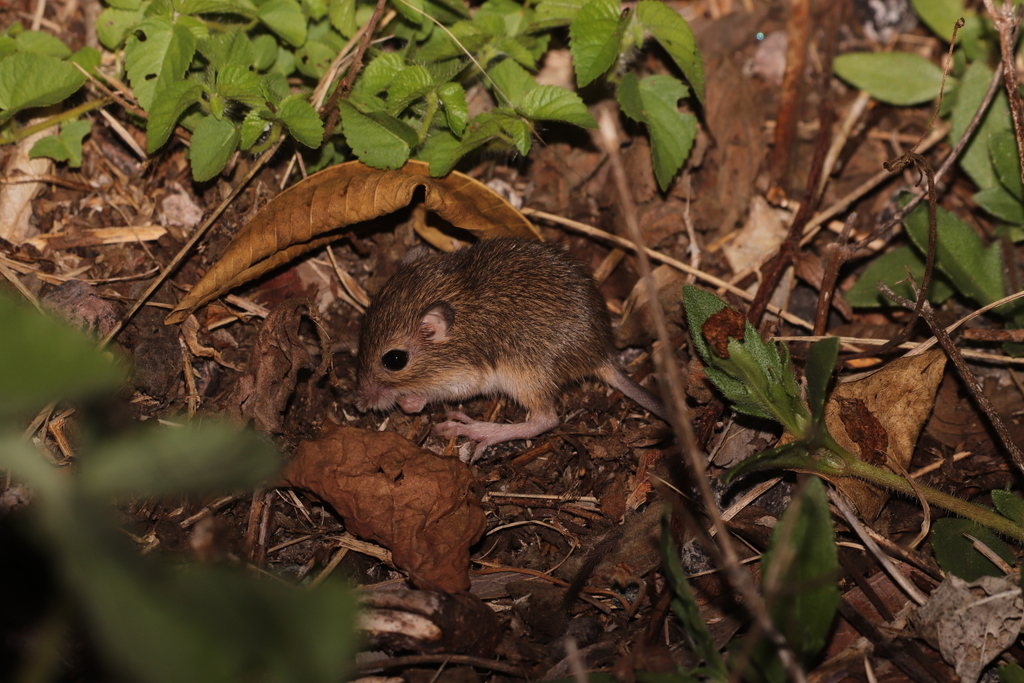 Rodents from Escuinapa, Sin., México on July 28, 2023 at 08:50 PM by ...