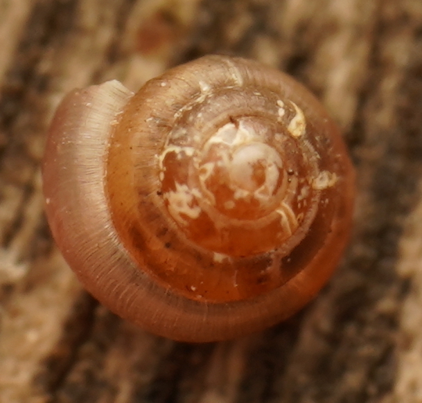Tiny Pinhead Snail from Great Otway National Park, Apollo Bay, VIC, AU ...
