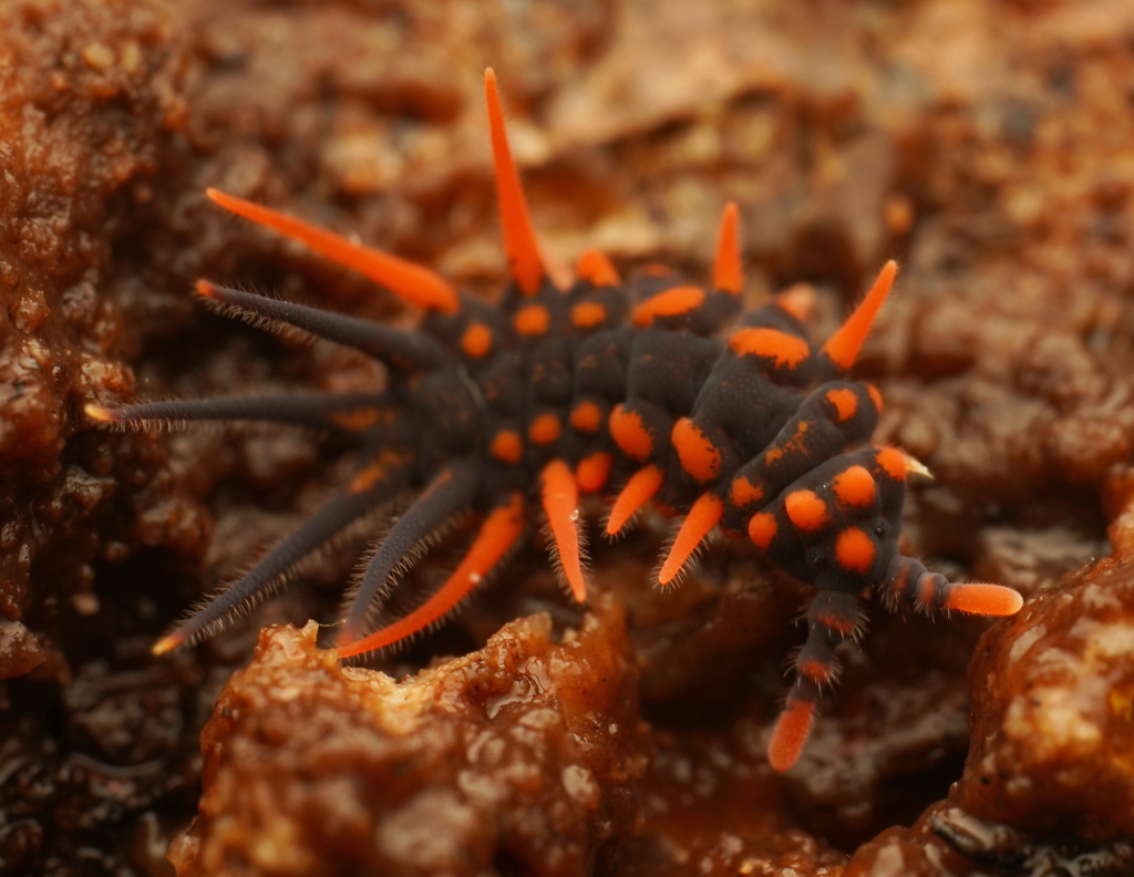 Dragon Springtails from Great Otway National Park, Glenaire, VIC, AU on ...