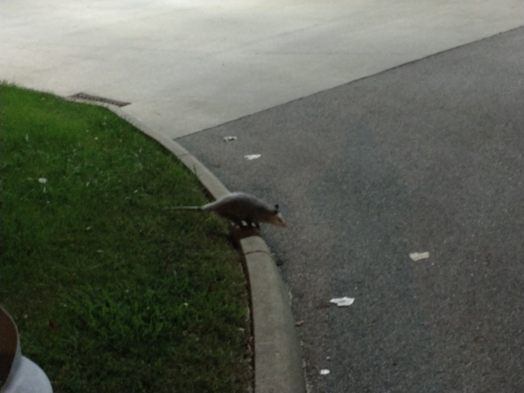 Virginia Opossum from Franklin County, US-OH, US on September 6, 2023 ...