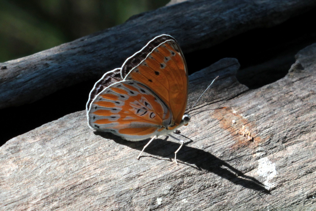Speckled Lilac Nymph from Nsama, Zambia on May 26, 2023 at 09:58 AM by ...