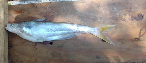 Schilbe uranoscopus · iNaturalist United Kingdom