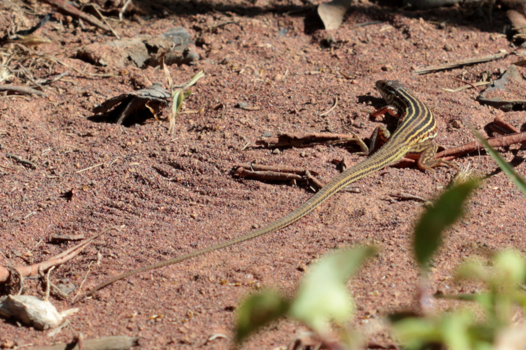 Johnston’s long-tailed lizard from Nsama, Zambia on May 26, 2023 at 09: ...