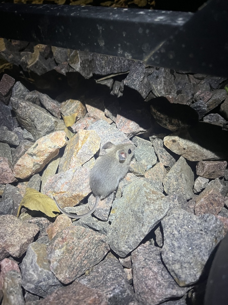 Western Deer Mouse from Chatfield State Park, Littleton, CO, US on ...
