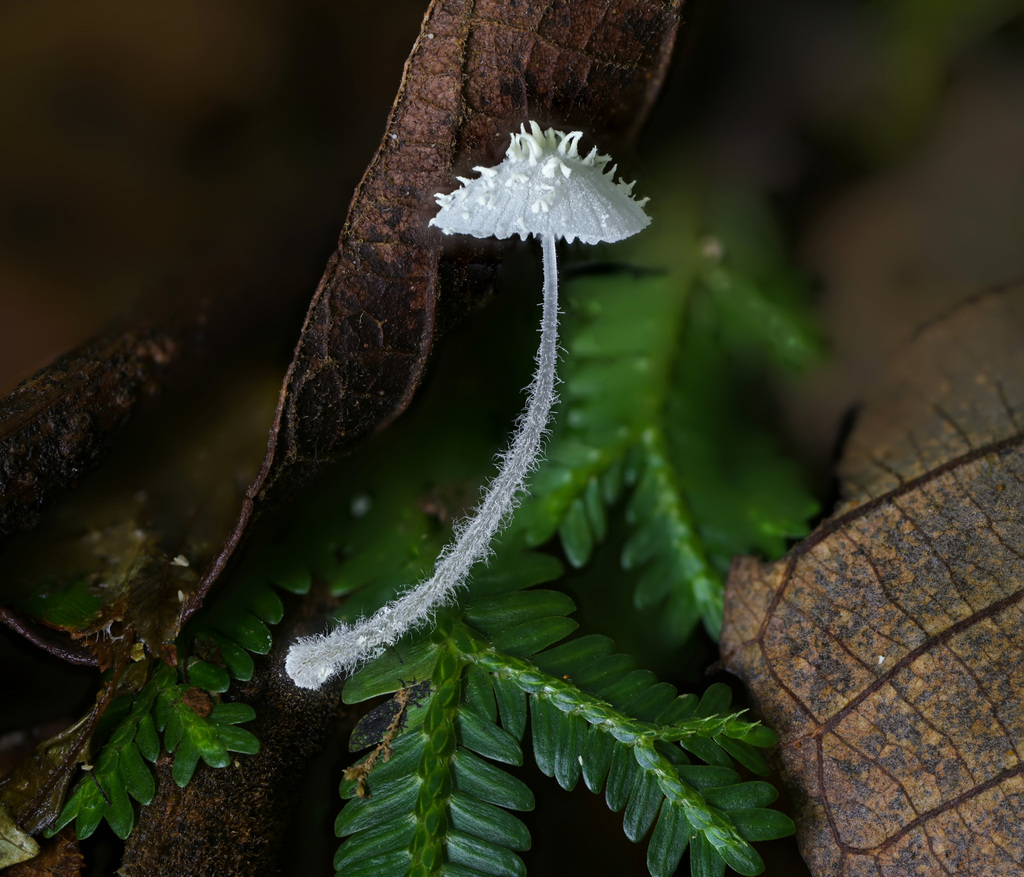 flaky bonnet in September 2023 by Alan Rockefeller. On the stem of a ...