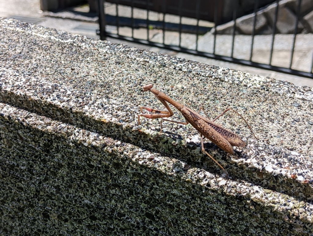 Asian Jumping Mantis from 238-0032, Japan on September 5, 2023 at 12:28 ...
