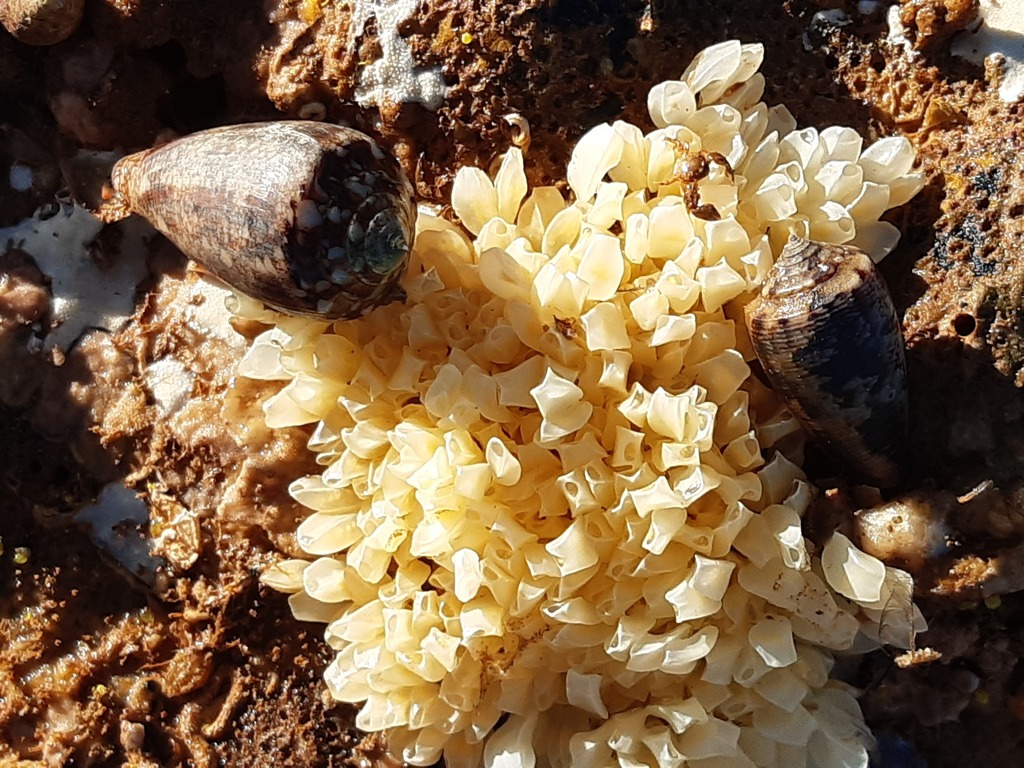 Queen Victoria Cone from Port Hedland, WA, Australia on August 7, 2023 ...