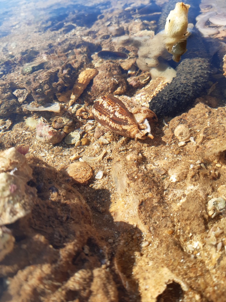 Queen Victoria Cone from Port Hedland, WA, Australia on August 7, 2023 ...