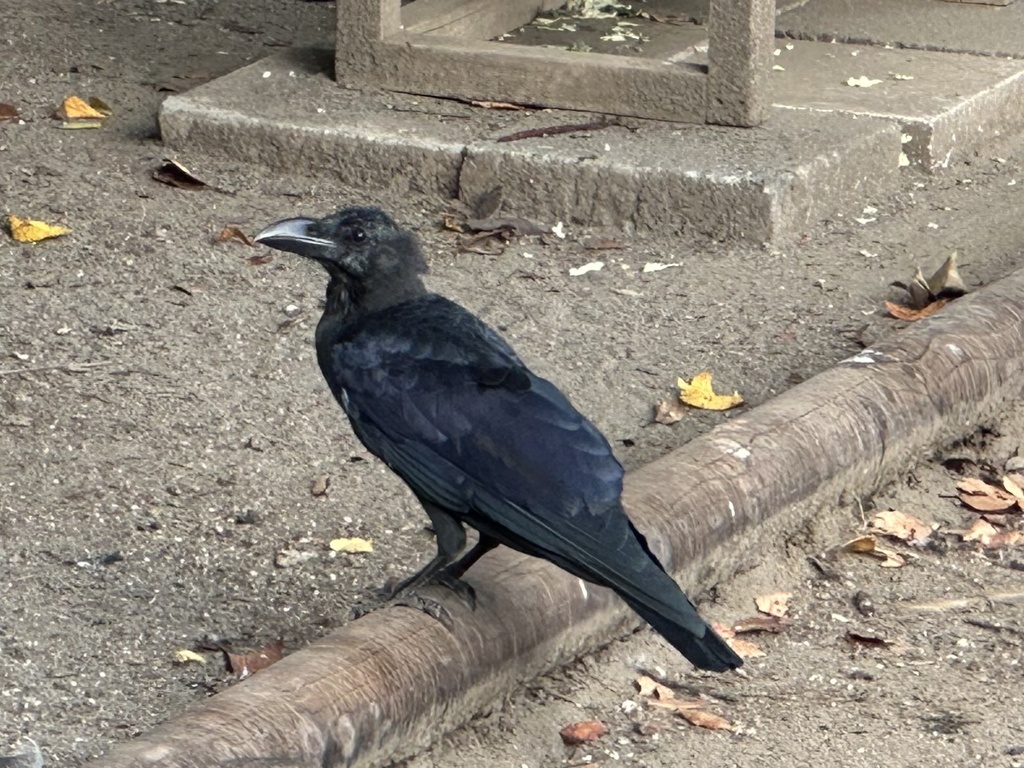 Japanese Crow from 井の頭恩賜公園, 三鷹市, 東京都, JP on September 3, 2023 at 03:36 ...