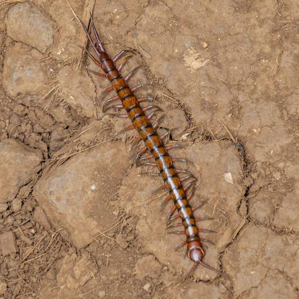 Pacific Giant Centipede from Kauai County, HI, USA on September 4, 2023 ...