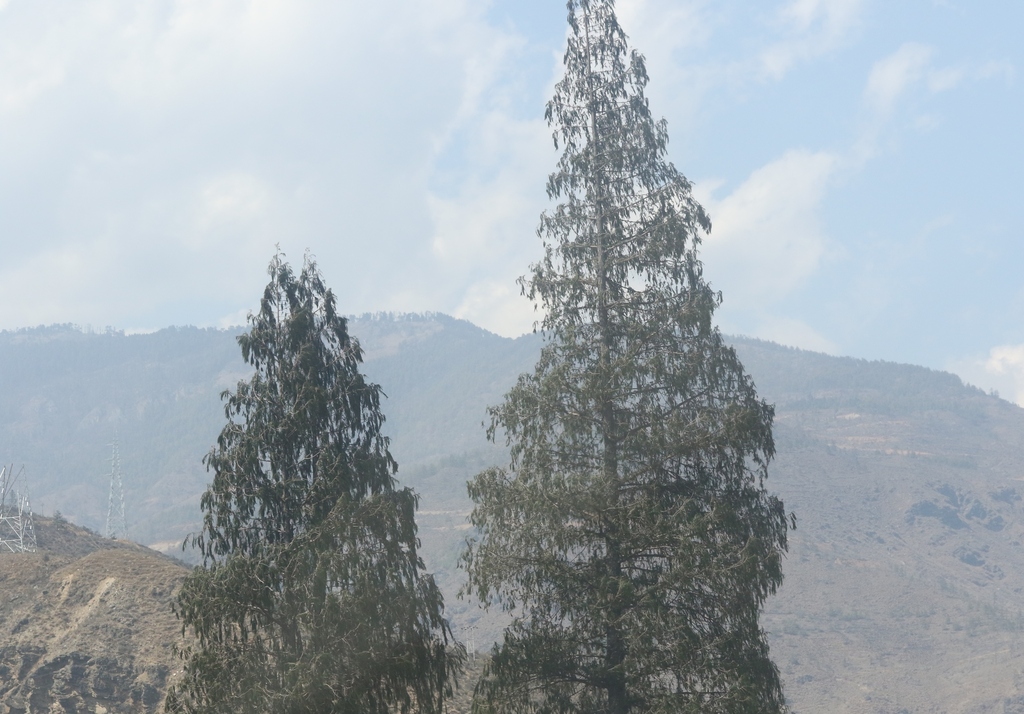 Bhutan cypress from Chukha, Bhutan on April 7, 2023 at 01:50 PM by ...