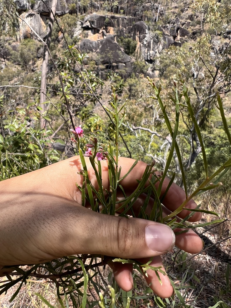 Jacksonia thesioides from Davies Creek National Park, Mareeba, QLD, AU ...